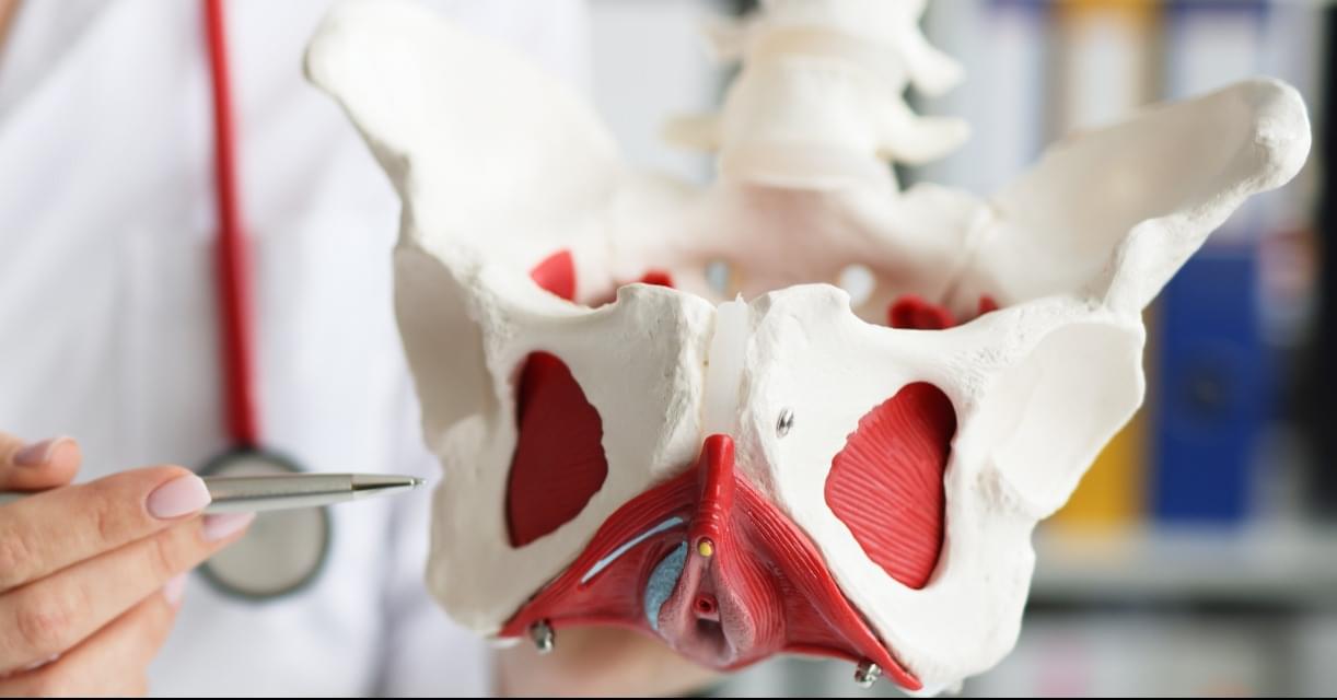 Anatomia prawidłowa i kliniczna miednicy i narządów moczowo-płciowych ...